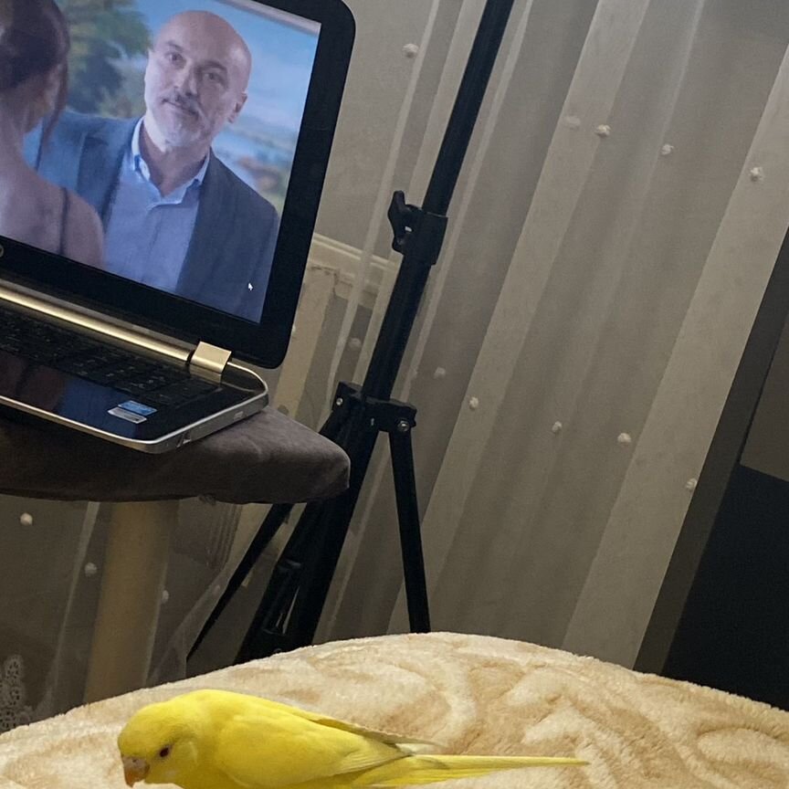 Волнистый попугай