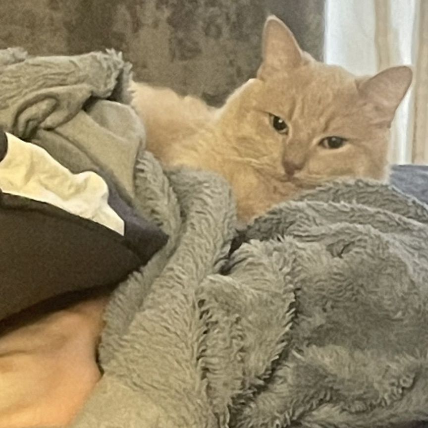 Сибирский кот, взрослый