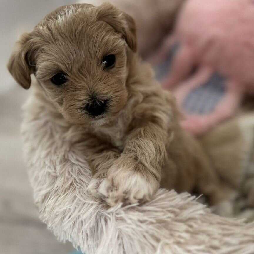 Мальтипу, щенок