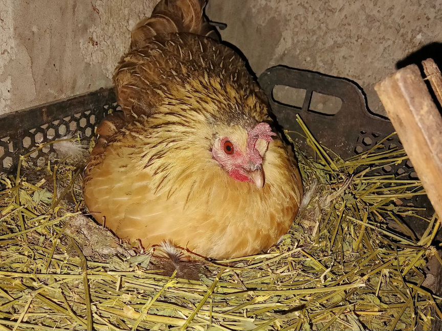 Наседка на яйцах+счастливый отец