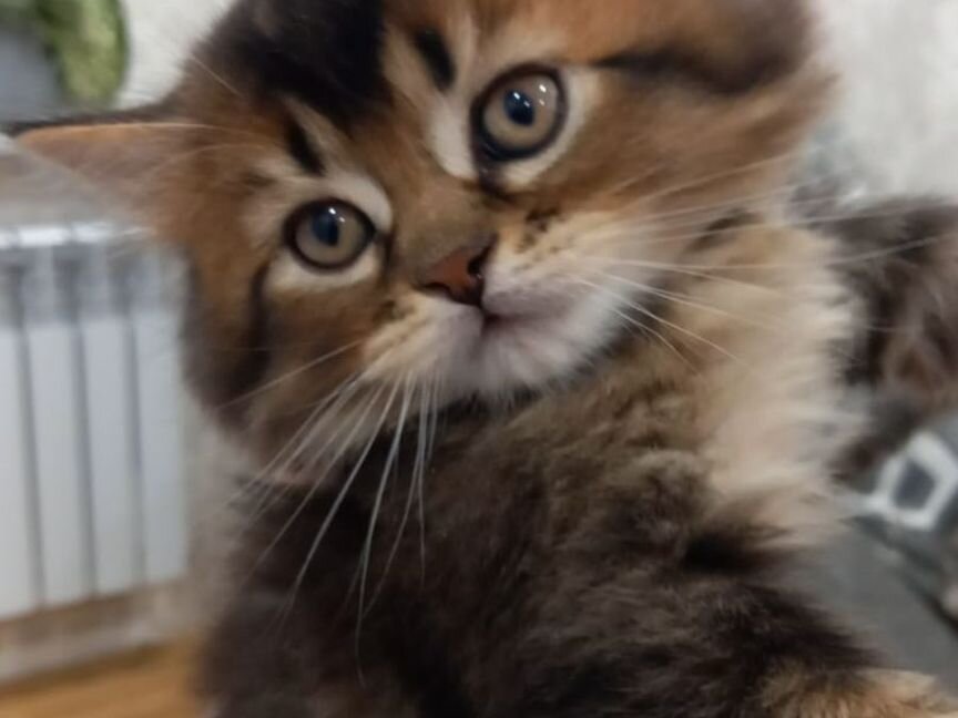 Котята