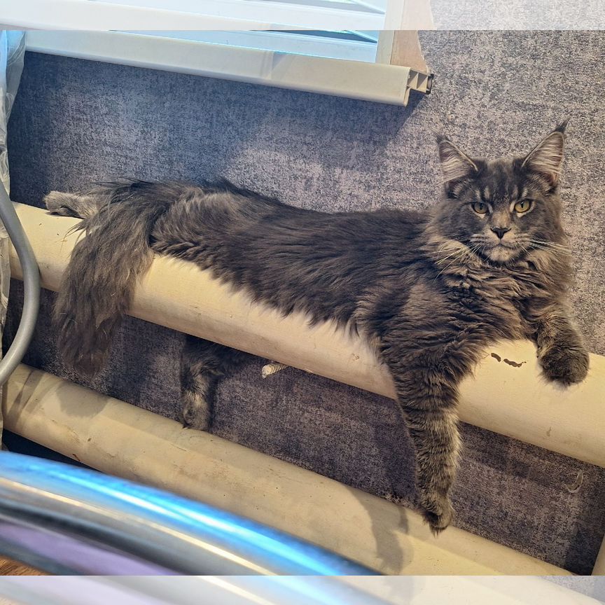 Мейн-кун, взрослый кот