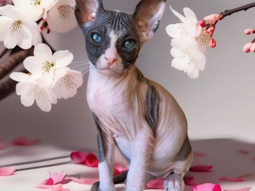 Донской сфинкс котята