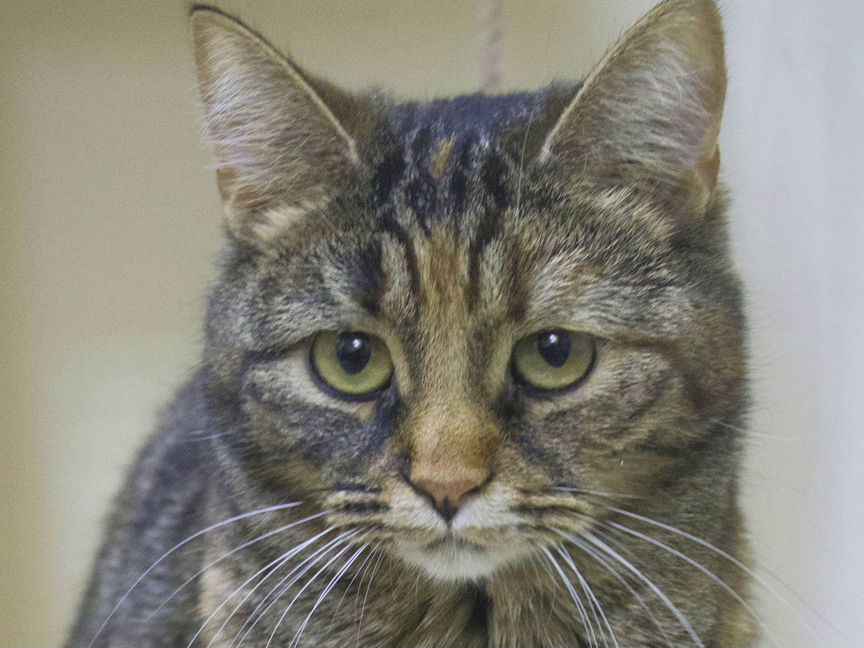 Молодая и скромная кошечка Дакота