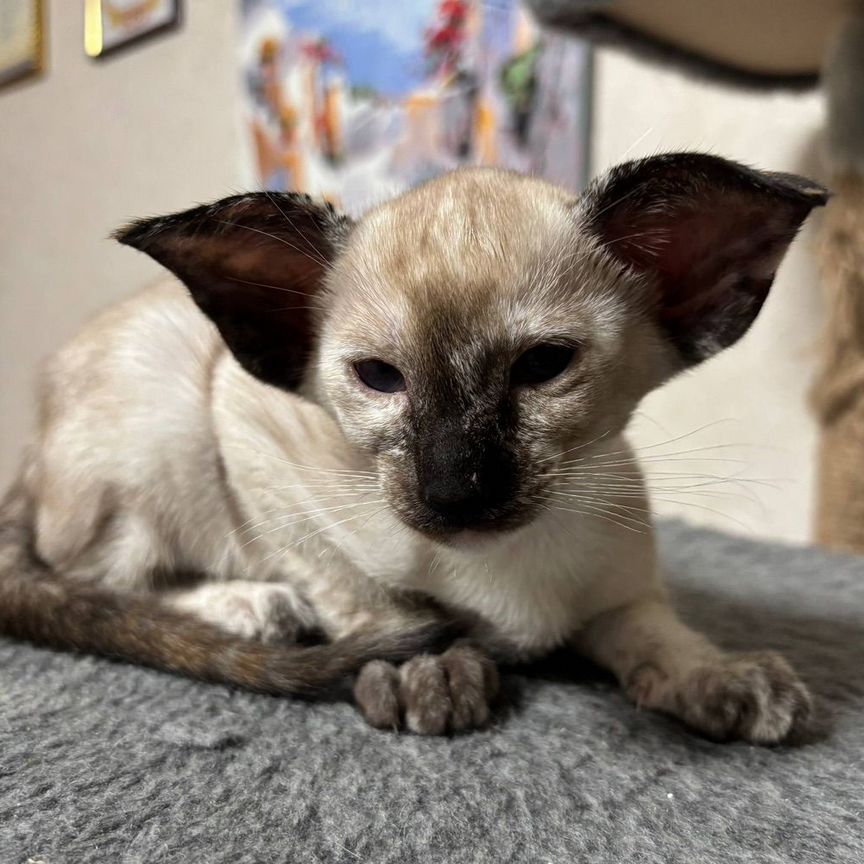 Ориентальный котёнок