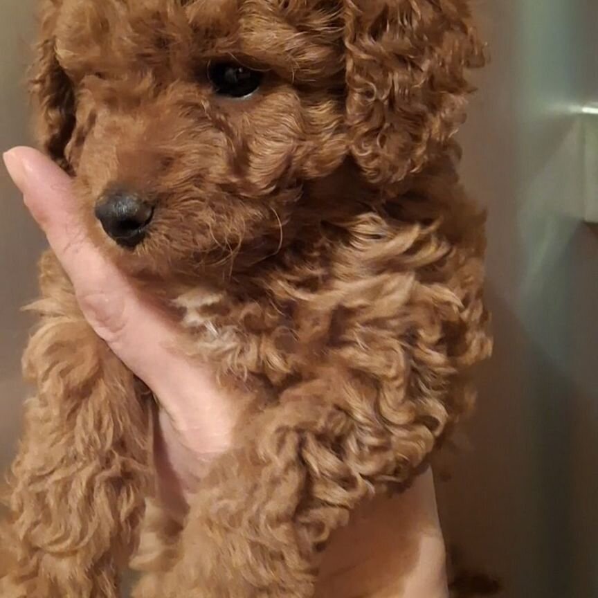 Той-пудель, щенок