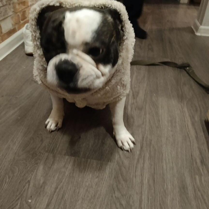 Французский бульдог