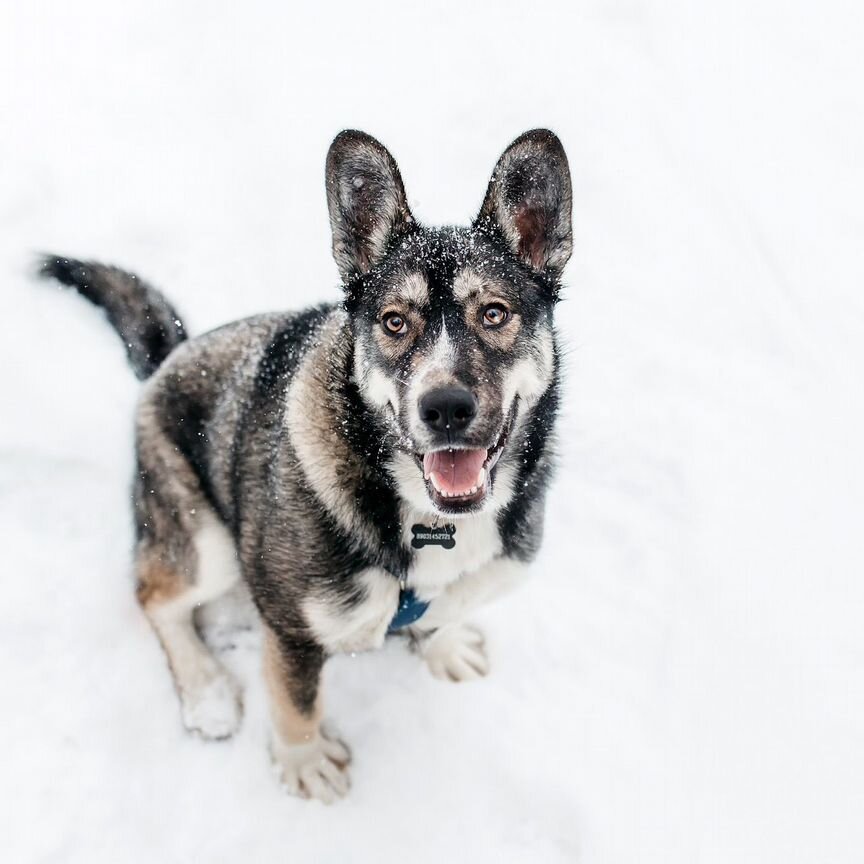 Собака из приюта в добрые руки