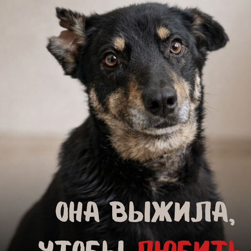 Взрослая собака в добрые руки