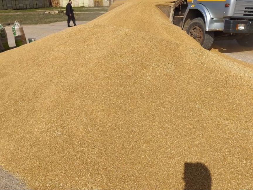 Пшеница ячмень суржик