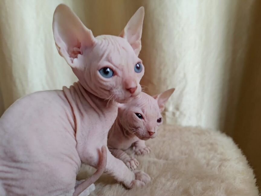 Котятки донской сфинкс