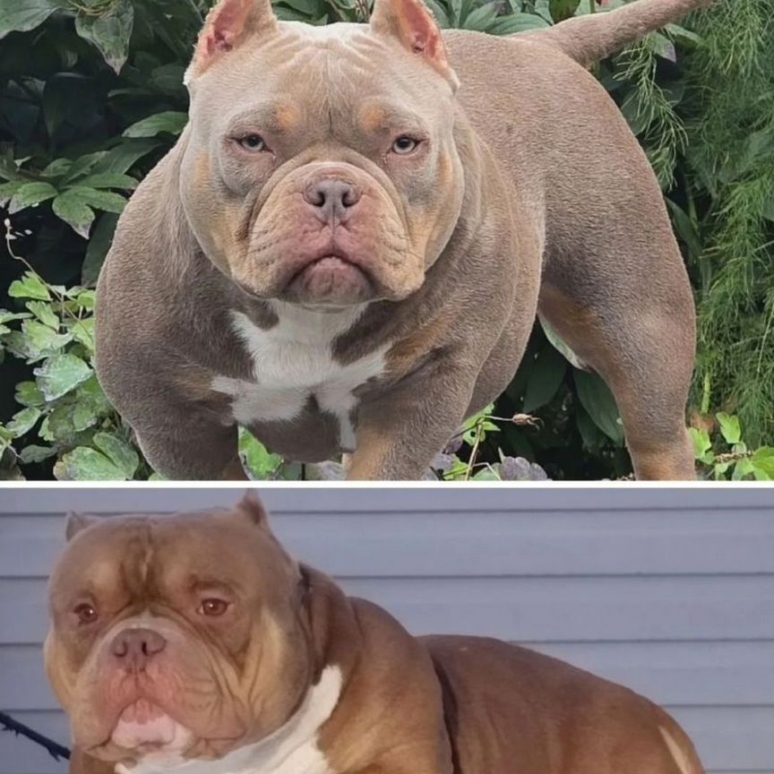 Американский булли, щенок