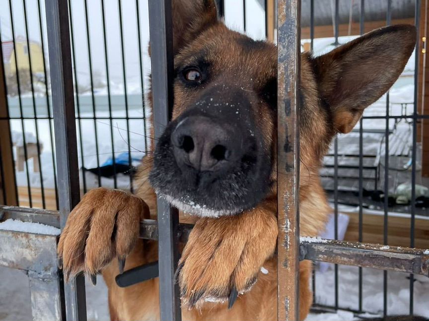 Немецкая овчарка