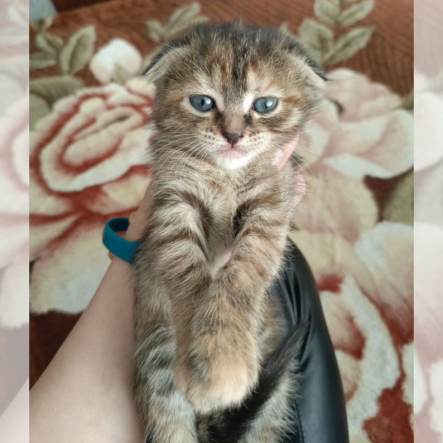 Шотландские вислоухие котята