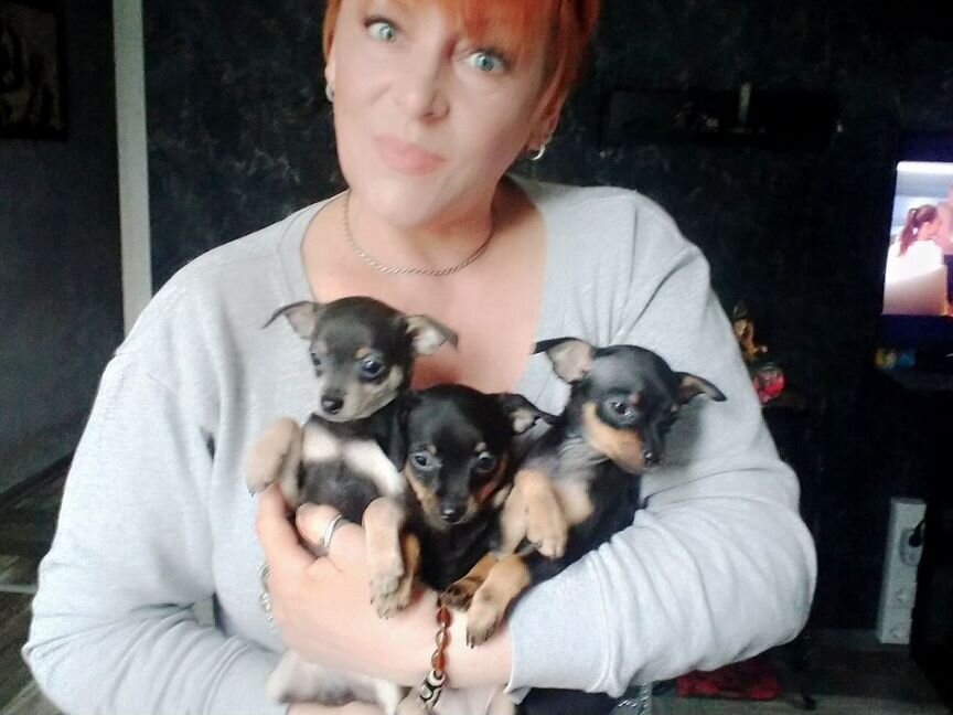 Той-терьер гномики