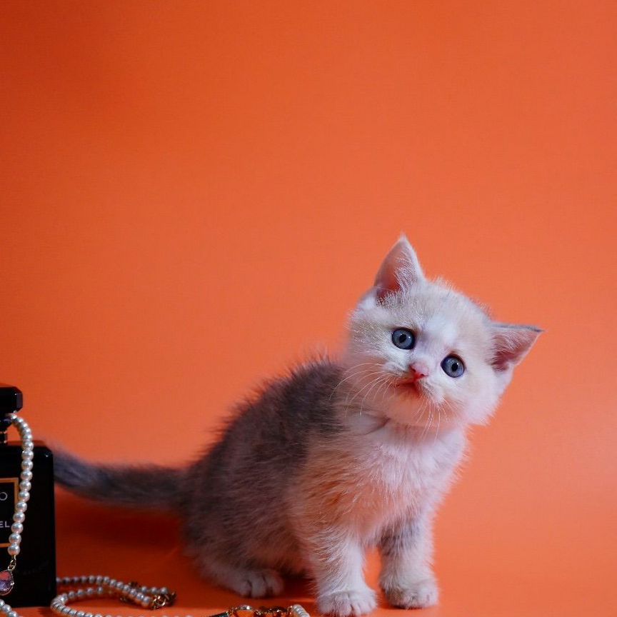 Британская голубая черепаха