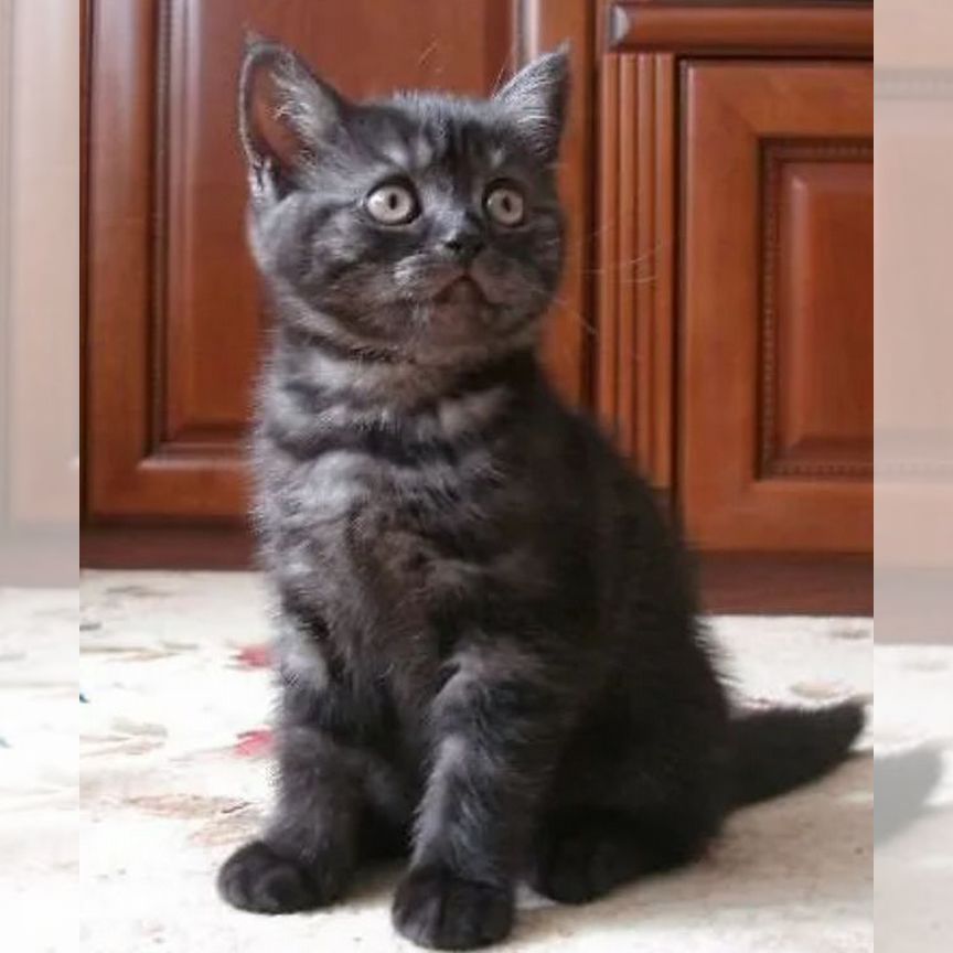 Британские котята