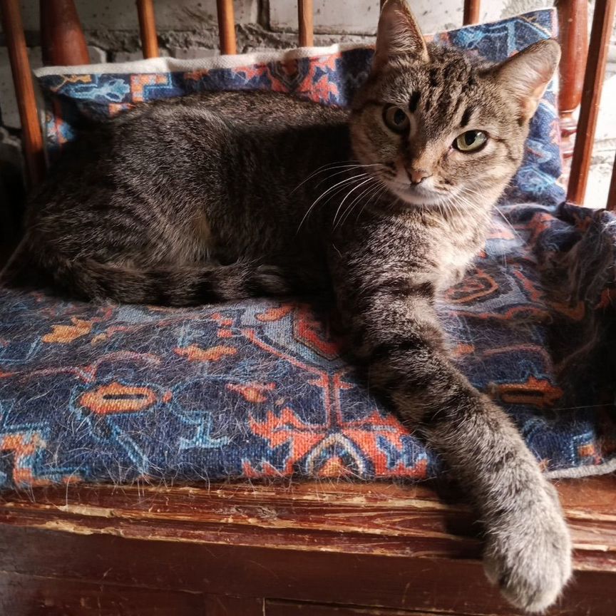 Взрослая, Девочка кошка в добрые руки