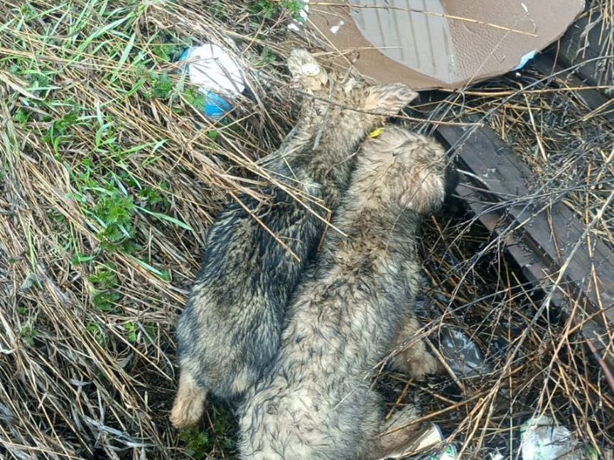 Щенок 4 месяца