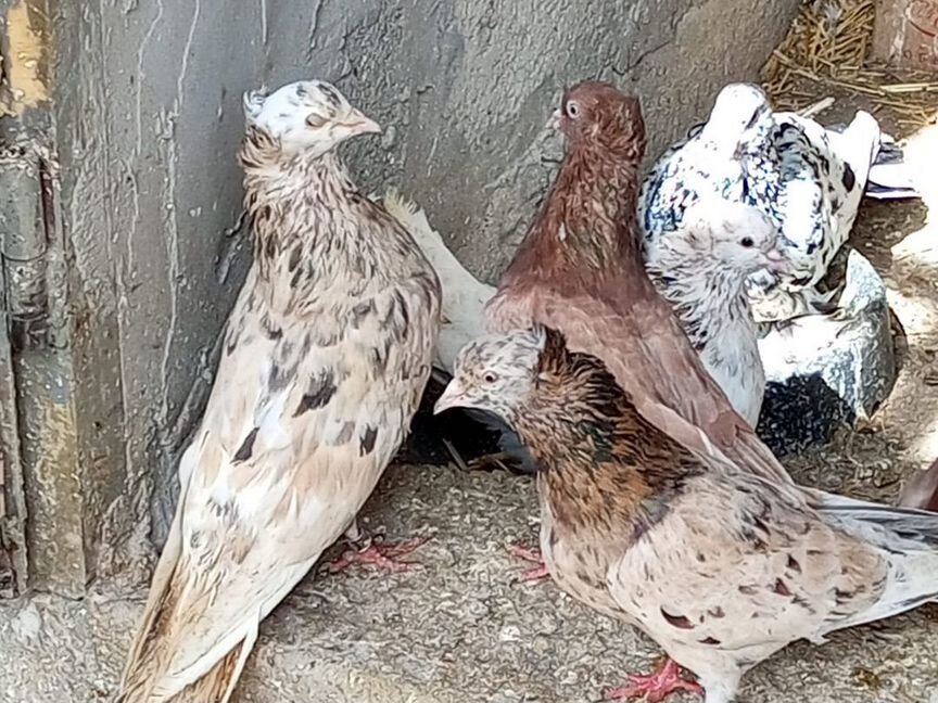 Голуби бакинцы мраморные