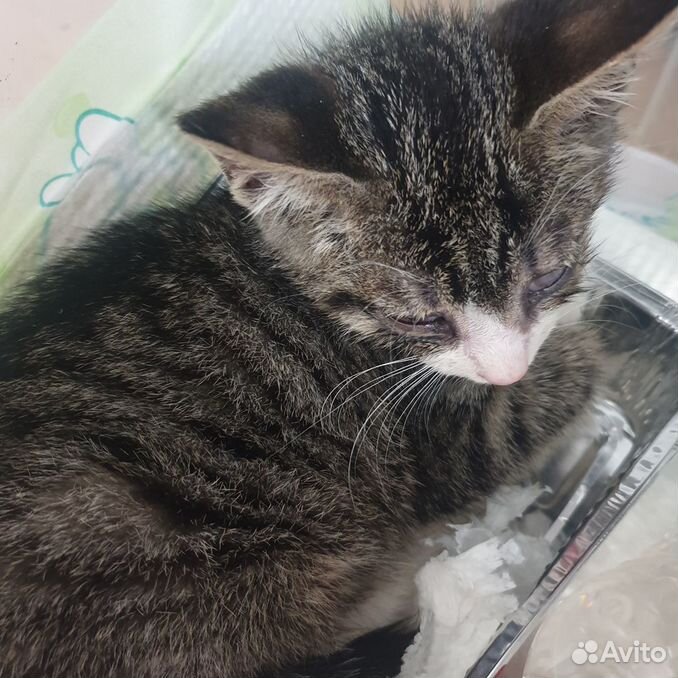 Котёнок с трудным детством