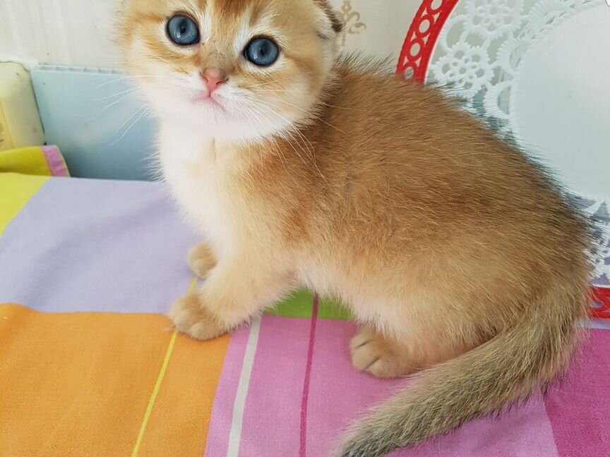Клубные котята золотые шиншиллы