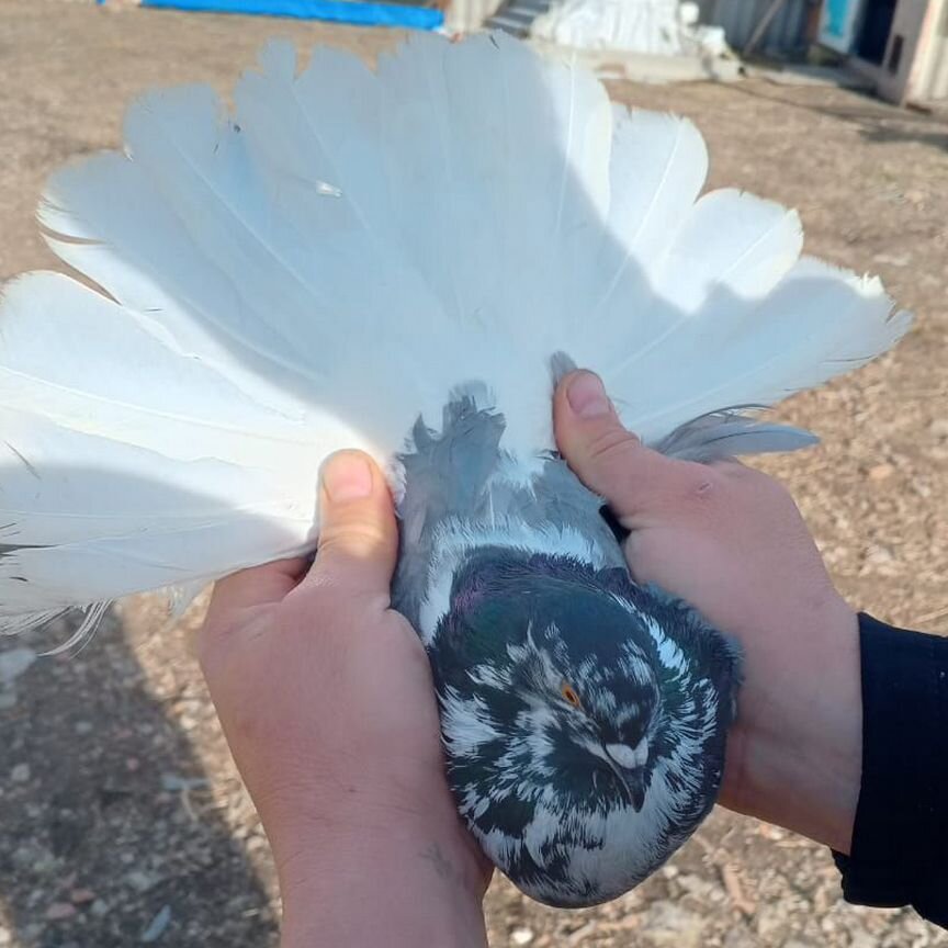 Николаевские голуби