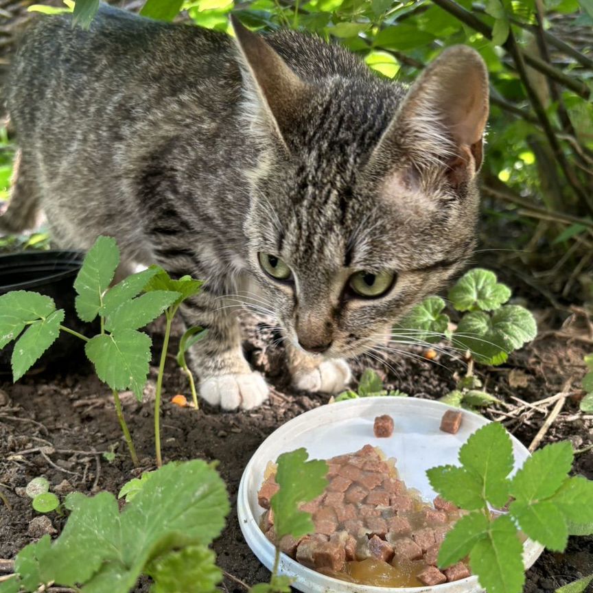 Котёнок в добрые руки