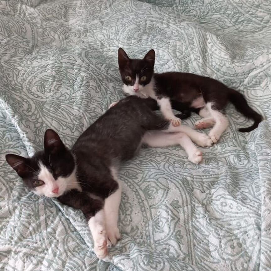 Котята 3,5 мес