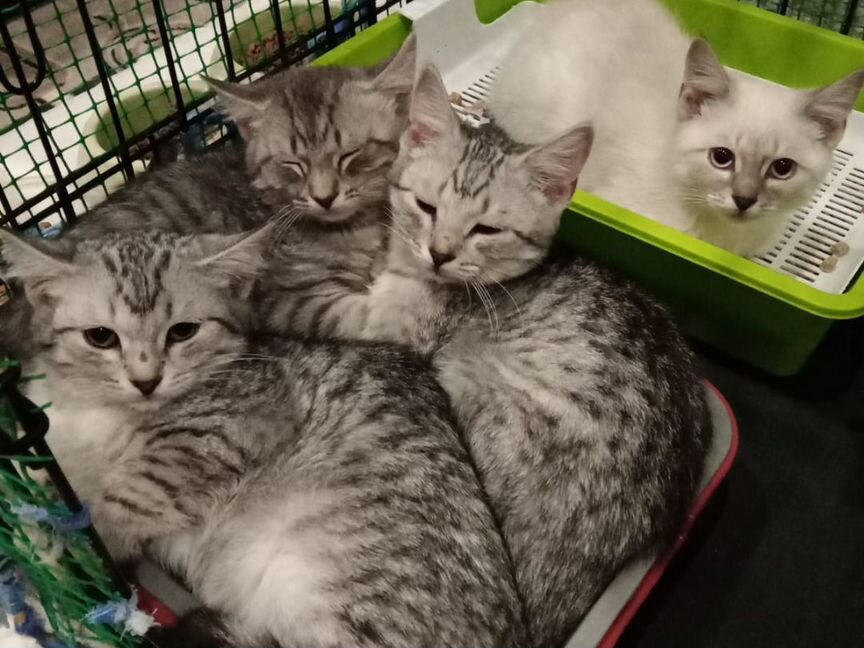 Котята в добрые руки