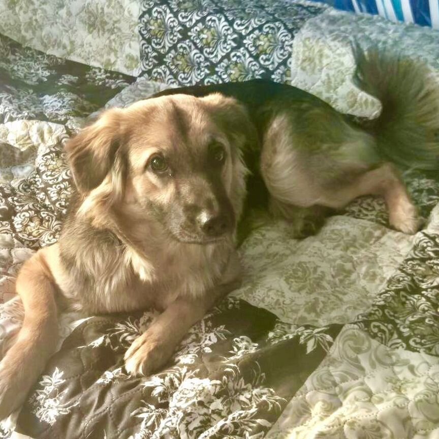 Взрослая собака в добрые руки