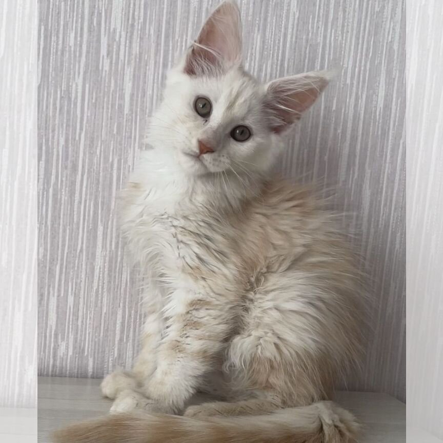 Мейн-кун котёнок