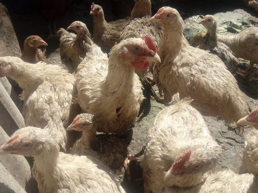 Бройлеры кобб 700