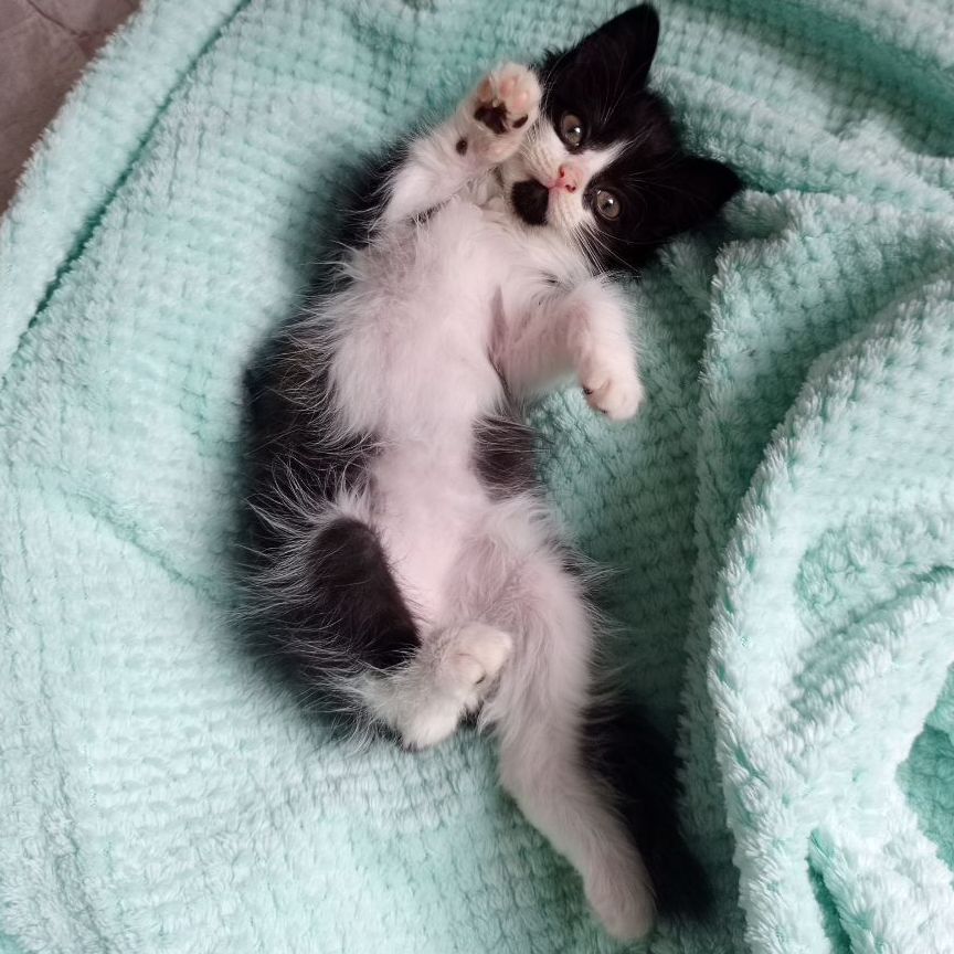 Котёнок в добрые руки