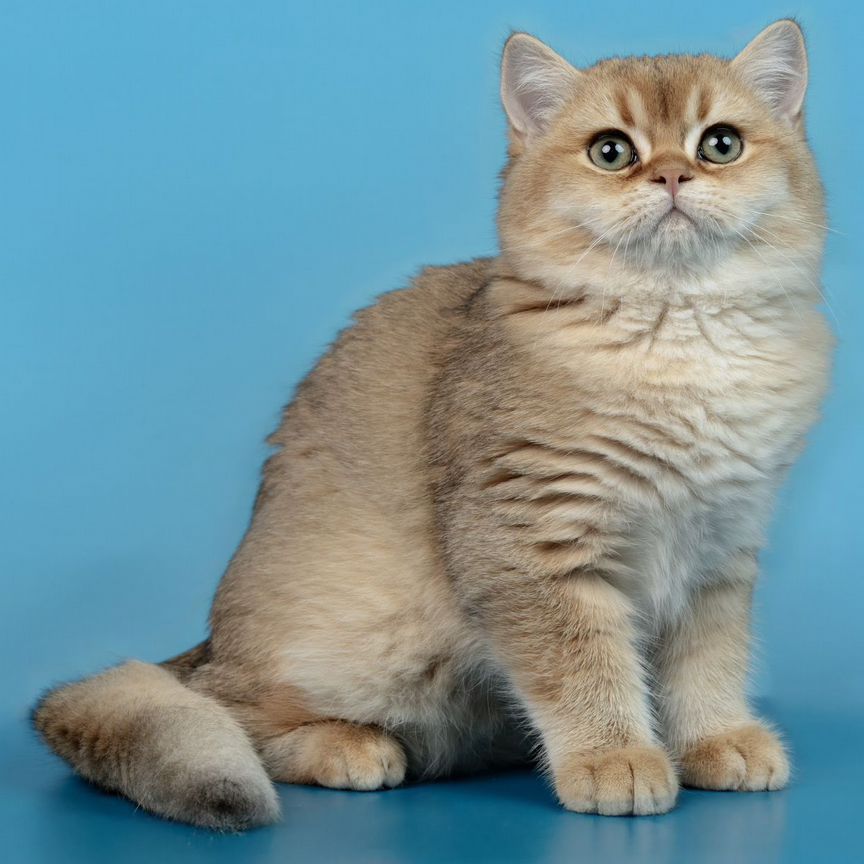 Котёнок британский