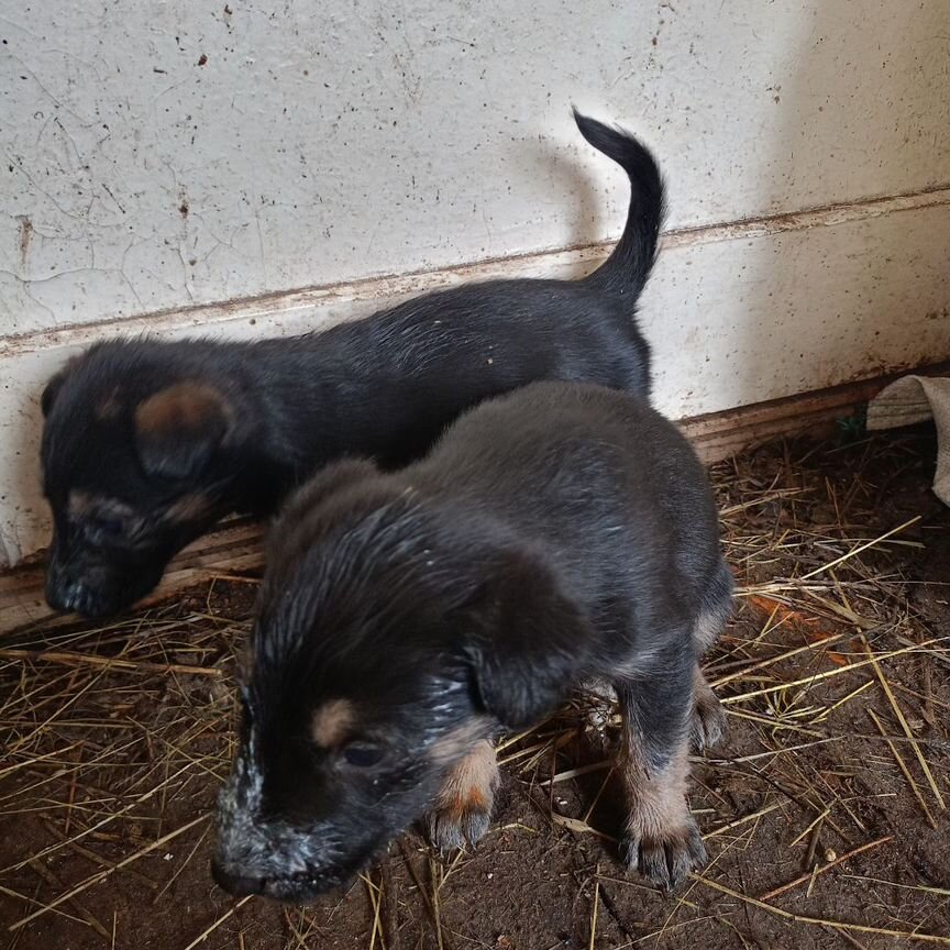 Щенки от овчарки. Полукровки