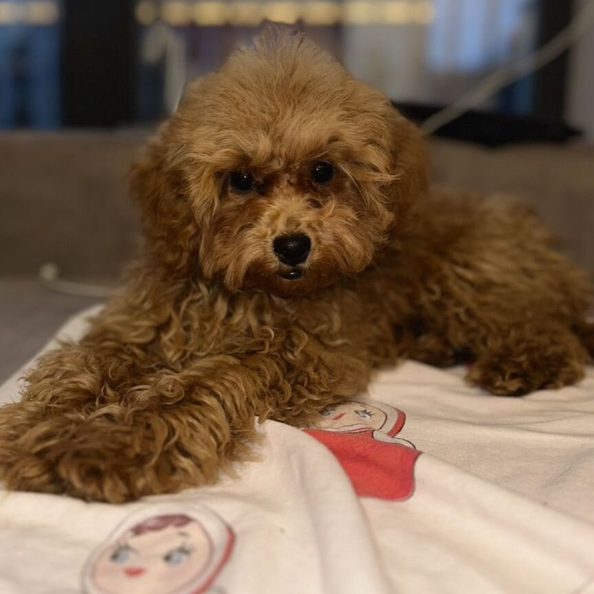 Карликовый пудель, щенок