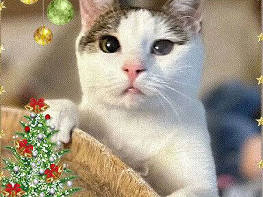 Дружелюбная кошечка в поисках передержки или дома