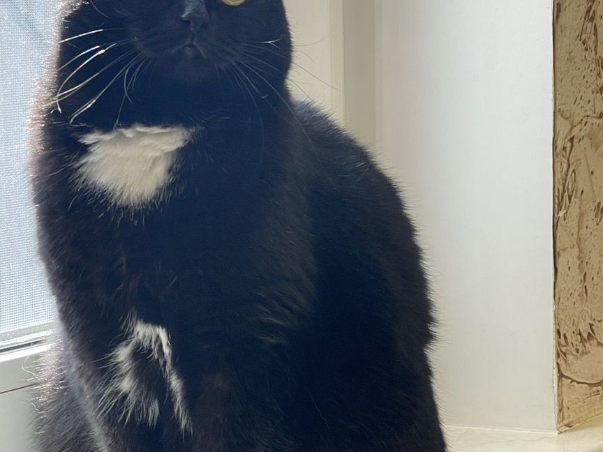 Кошечка ищет дом