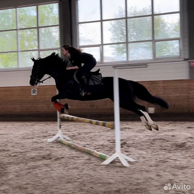 Кобыла 2016г.р. с отличной психикой