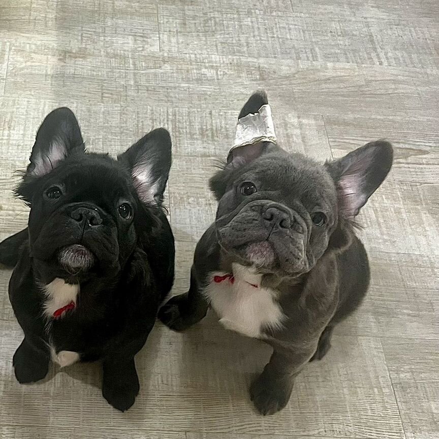 Бульдог визуальный флаффи