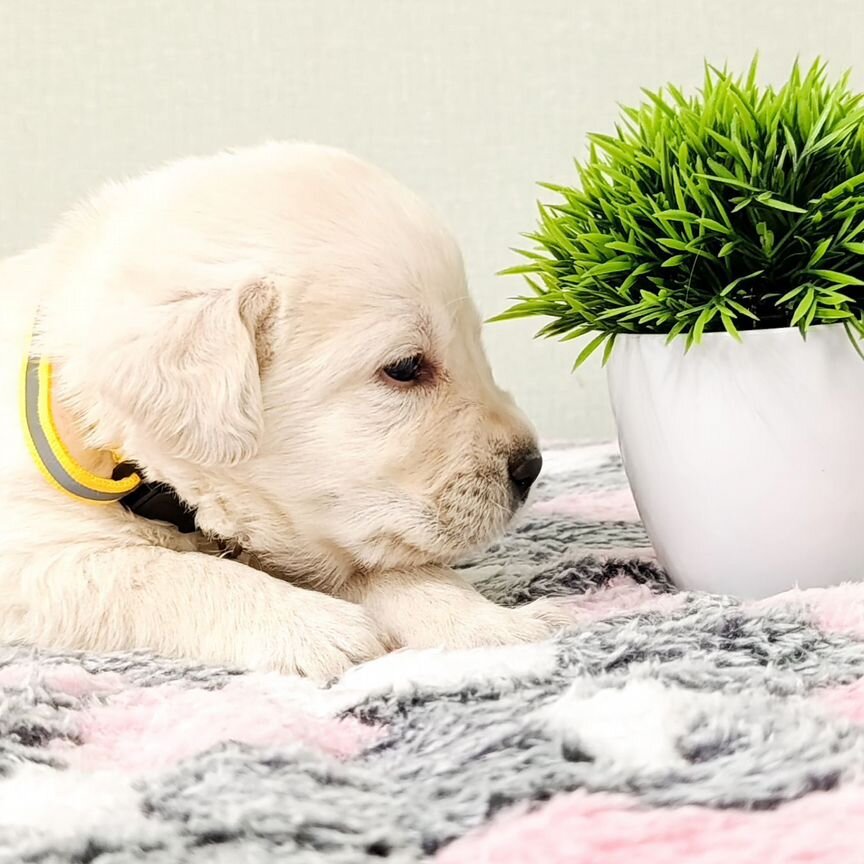 Лабрадор-ретривер, щенок