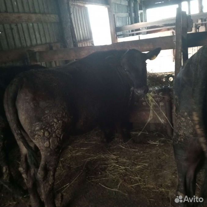 Абердин ангус телки 1,5года