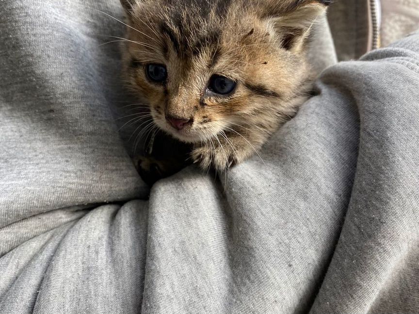 Котенок в добрые руки