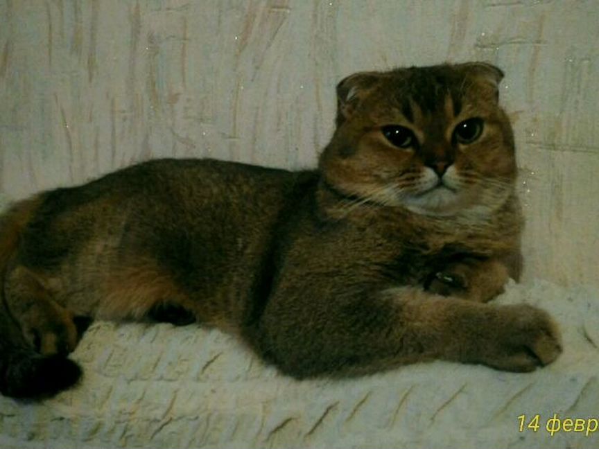 Кот (не продается)