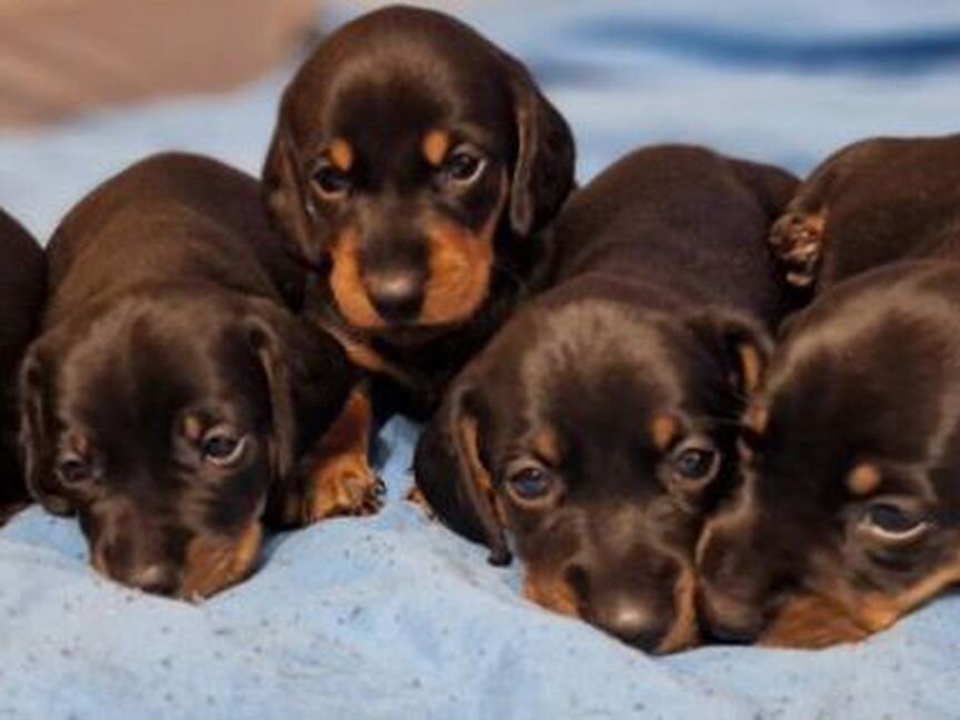 Очаровательные щенки таксы