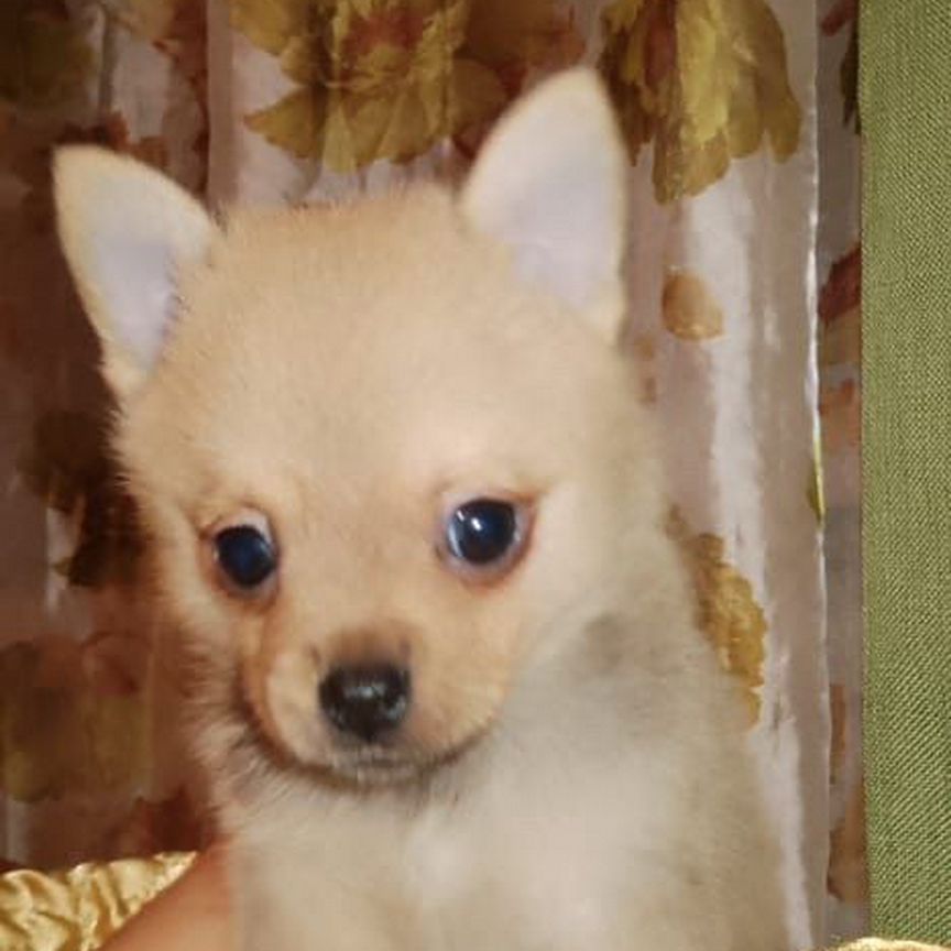 Чихуахуа щенки