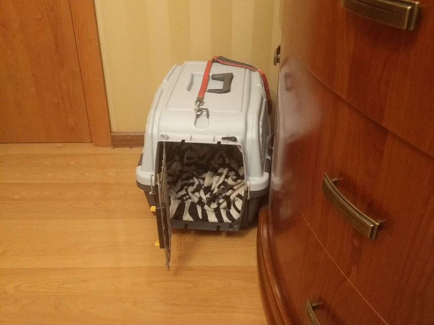 Отдам таксу в хорошие руки