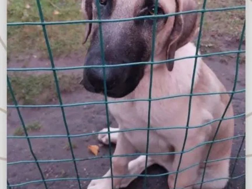 Прибилась истощенная собака