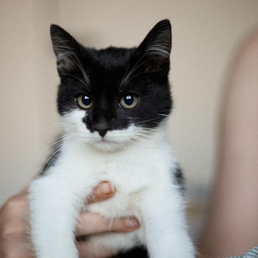 Маленькая малышка котенок хочет домой